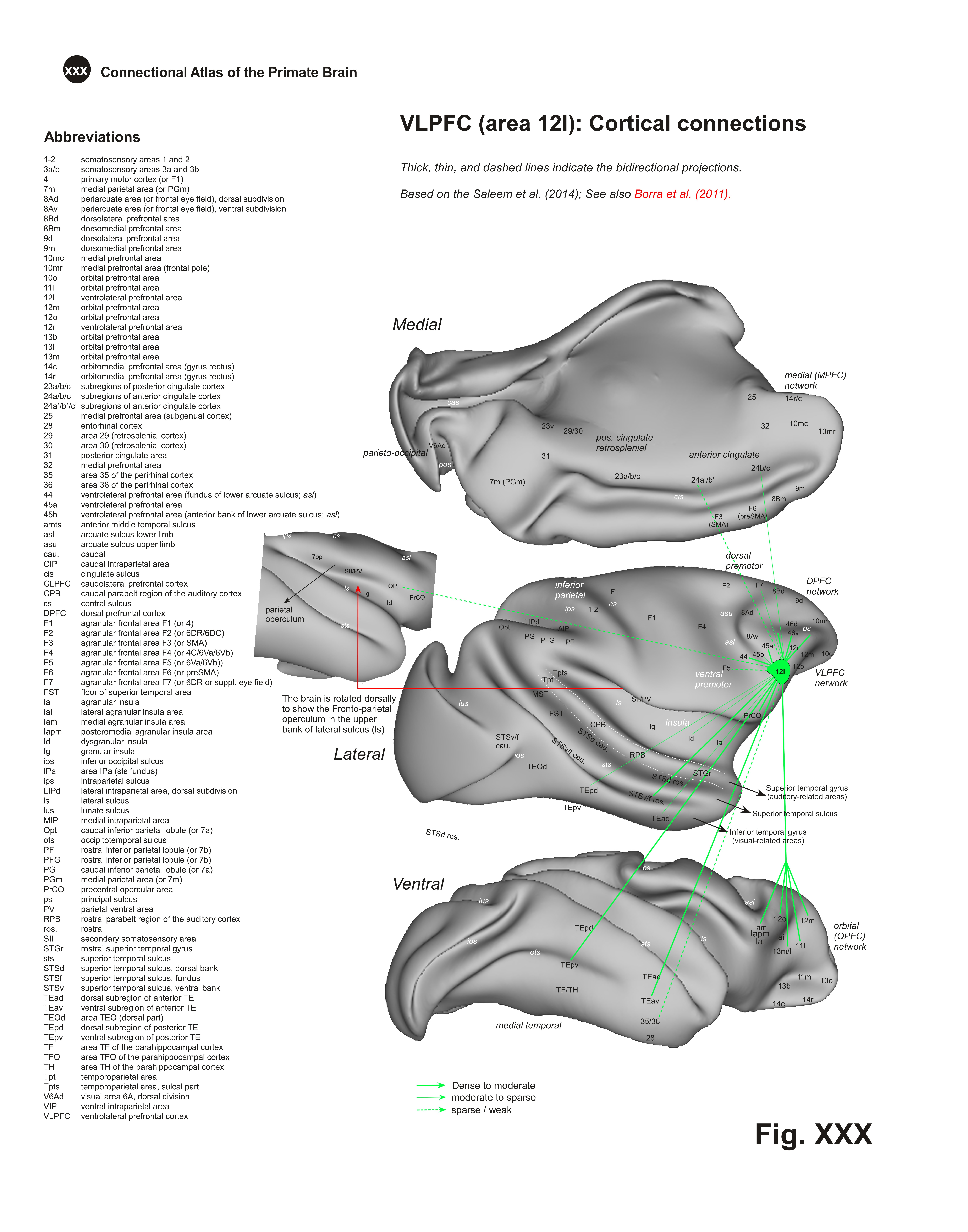 3.3. VLPFC (area 12l) Connections — Macaque Atlas Web-based Information ...