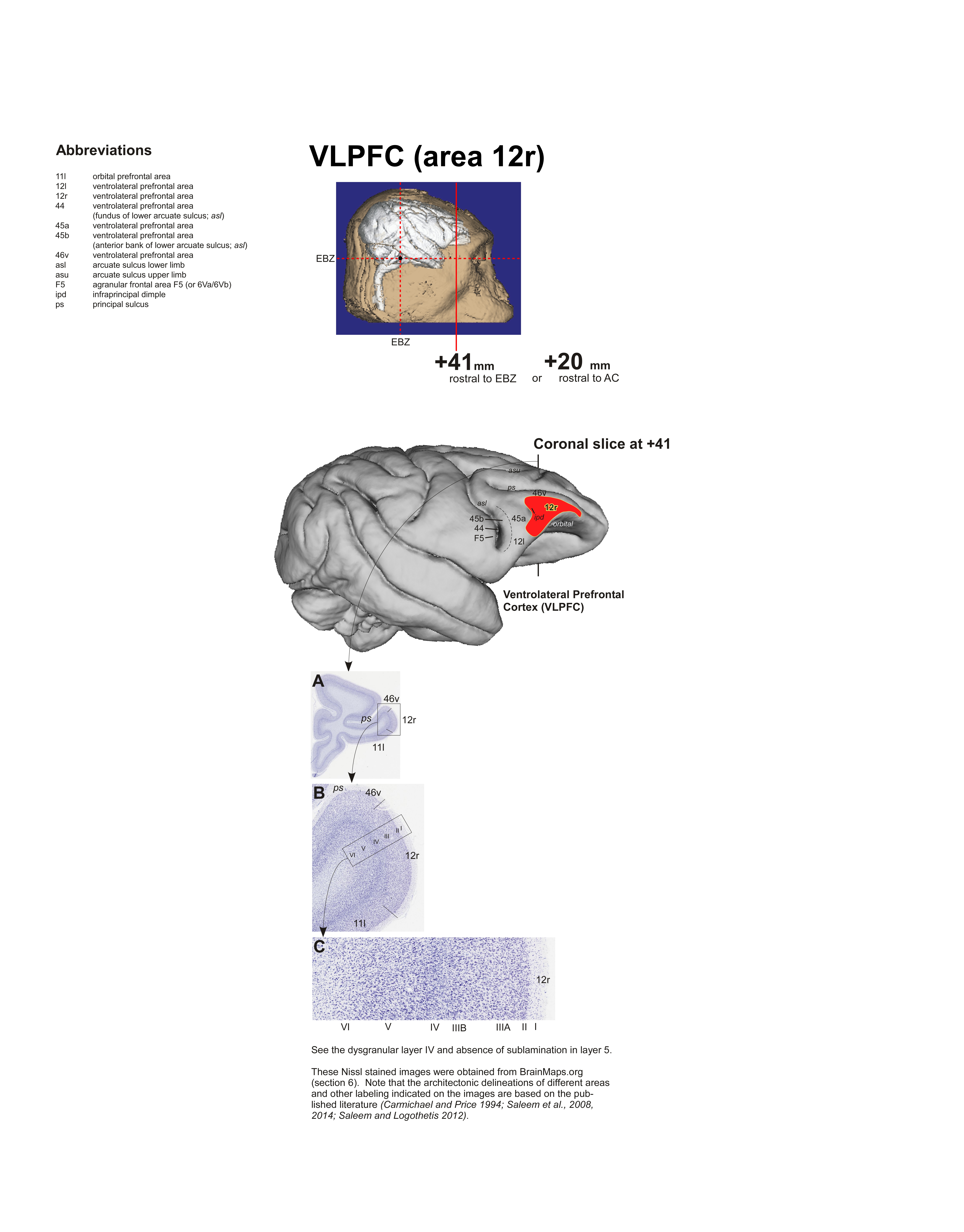 2.2. VLPFC (area 12r) — Macaque Atlas Web-based Information docs 1.0.1 ...